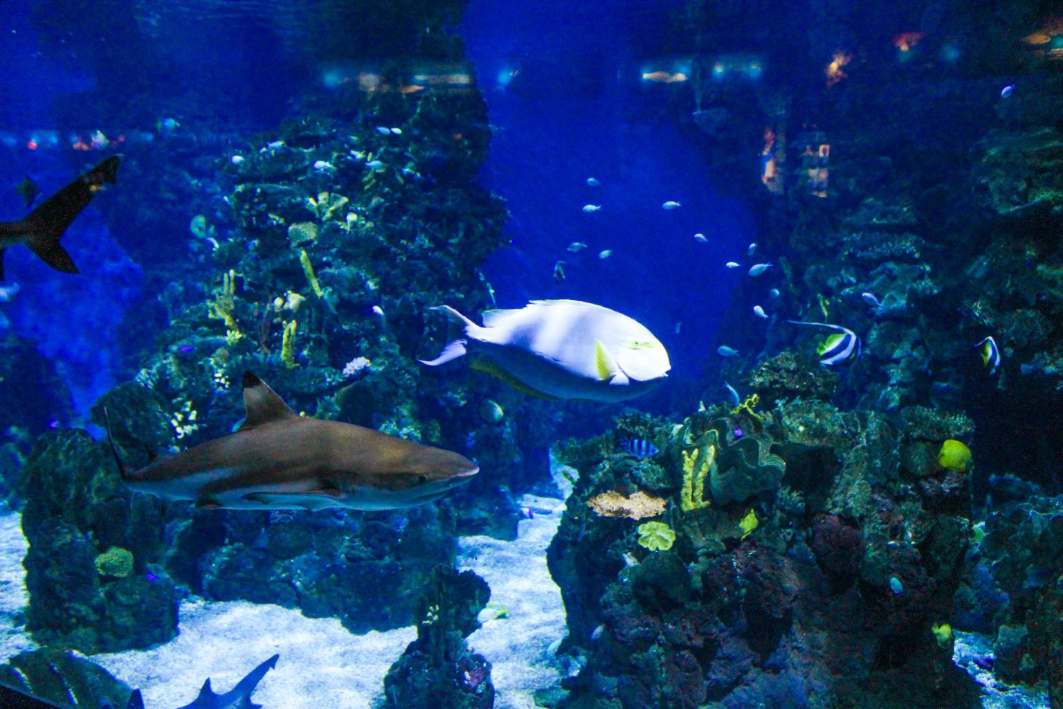 Aquarium de Barcelona - amazing experience for any kid