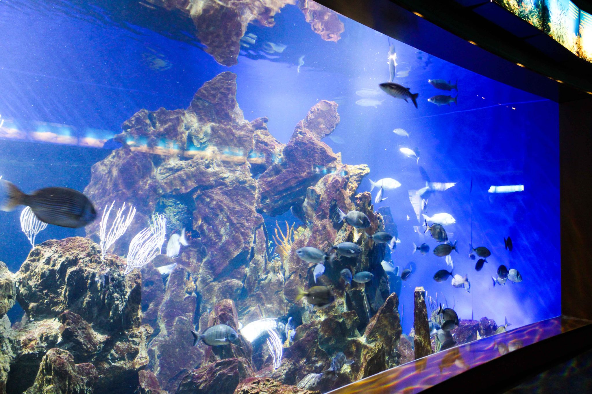Aquarium de Barcelona - amazing experience for any kid