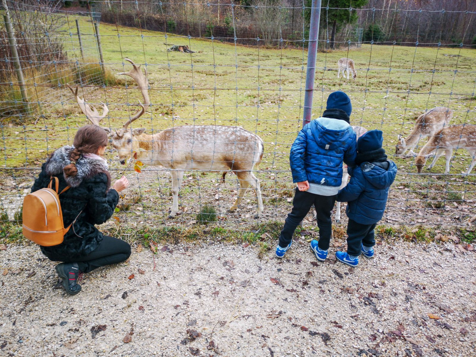 Kids meet Red Deer Stags in France. Family experience in France ...