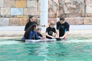 A Magical Day at Sentosa: Dolphin Experience Delights for Kids ...